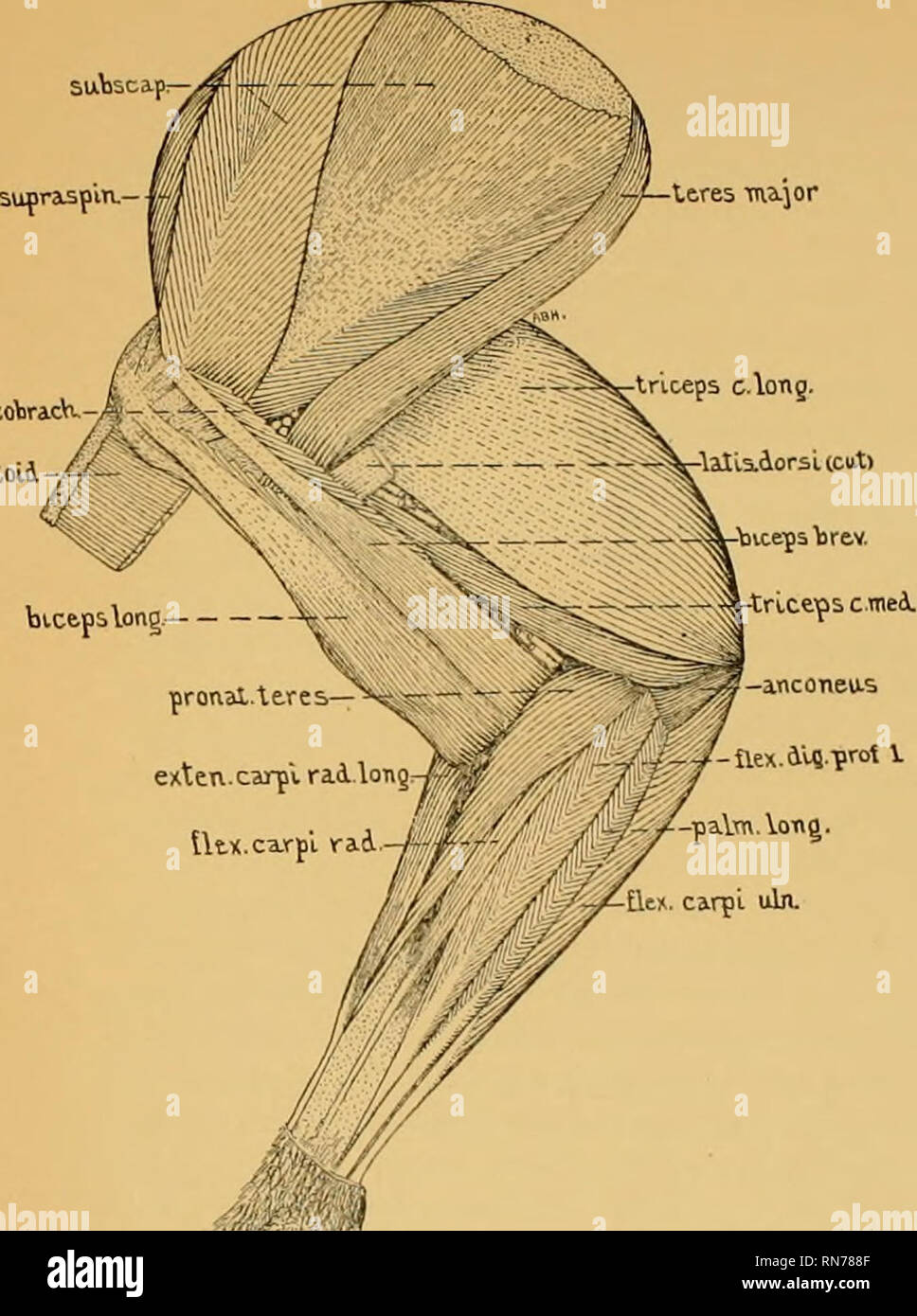 . Anatomy of the wood rat; comparative anatomy of the subgenera of the ...