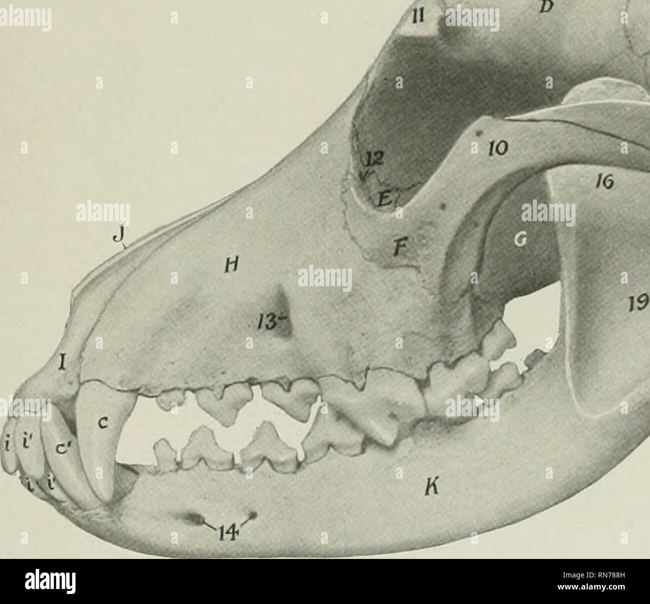 External Occipital Protuberance Dog