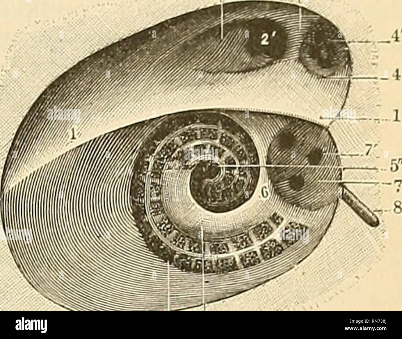 . Anatomy, descriptive and applied. Anatomy. THE TEMPORAL BONE 85 ...