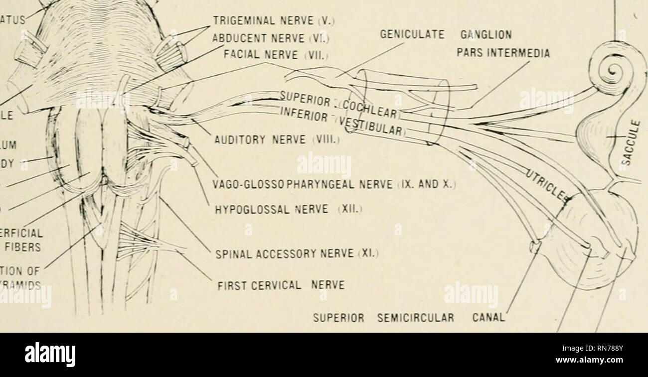 Fallopian Canal Cranial Nerve Vii