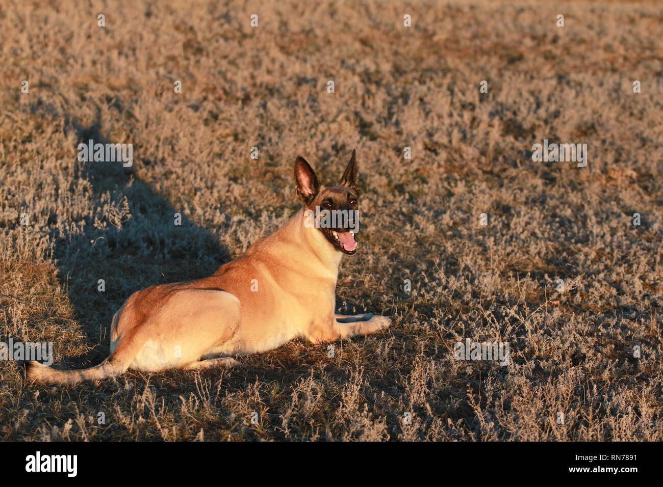 Portrait of a beautiful dog breed Belgian Shepherd Malinois Stock Photo ...