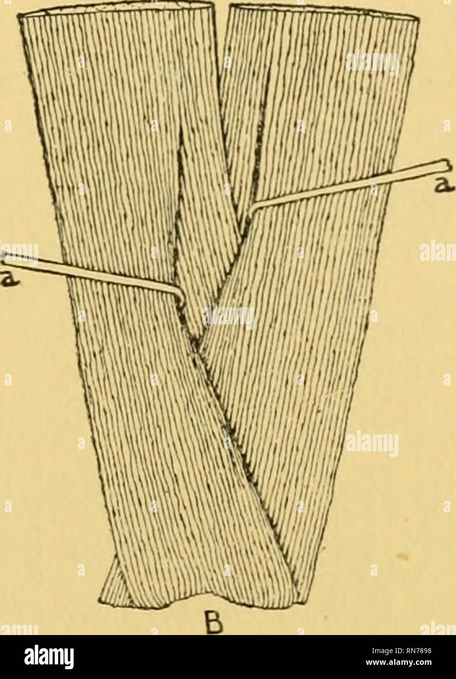 . Anatomy of the wood rat; comparative anatomy of the subgenera of the ...