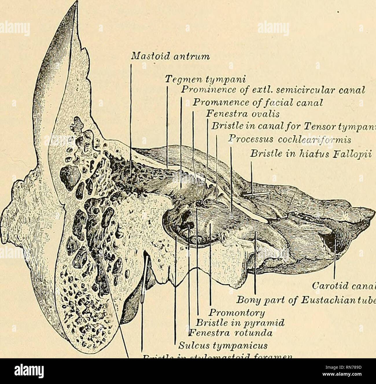 Mastoid Foramen