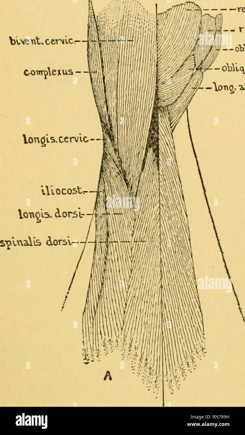 . Anatomy of the wood rat; comparative anatomy of the subgenera of the ...