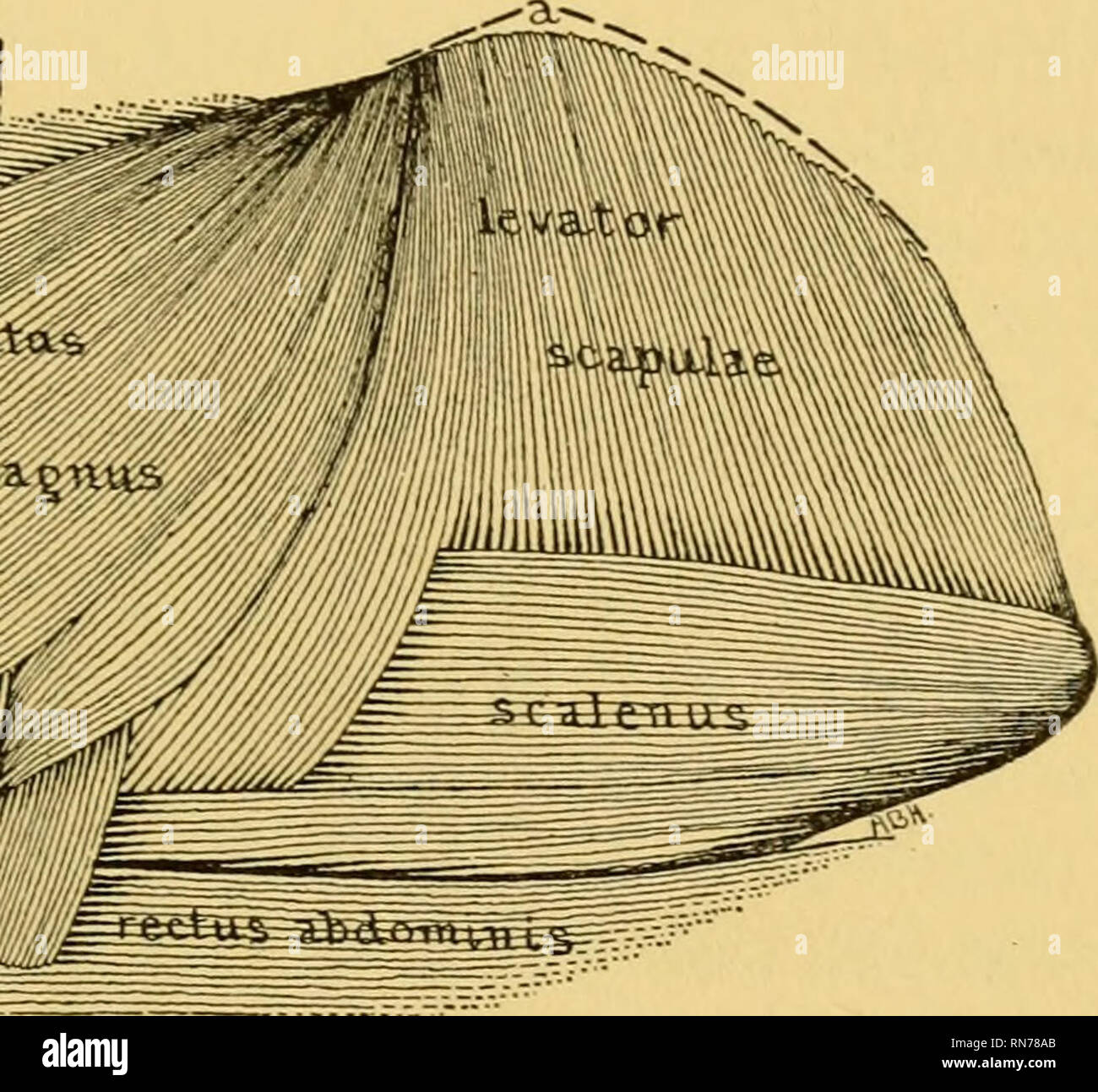 . Anatomy of the wood rat; comparative anatomy of the subgenera of the ...