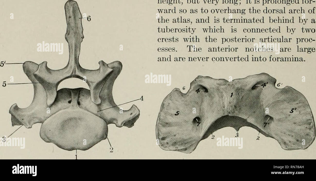 . The anatomy of the domestic animals. Veterinary anatomy. 186 SKELETON ...