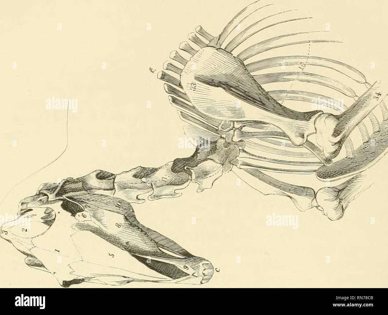 . The anatomy and physiology of the horse: with anatomical and ...