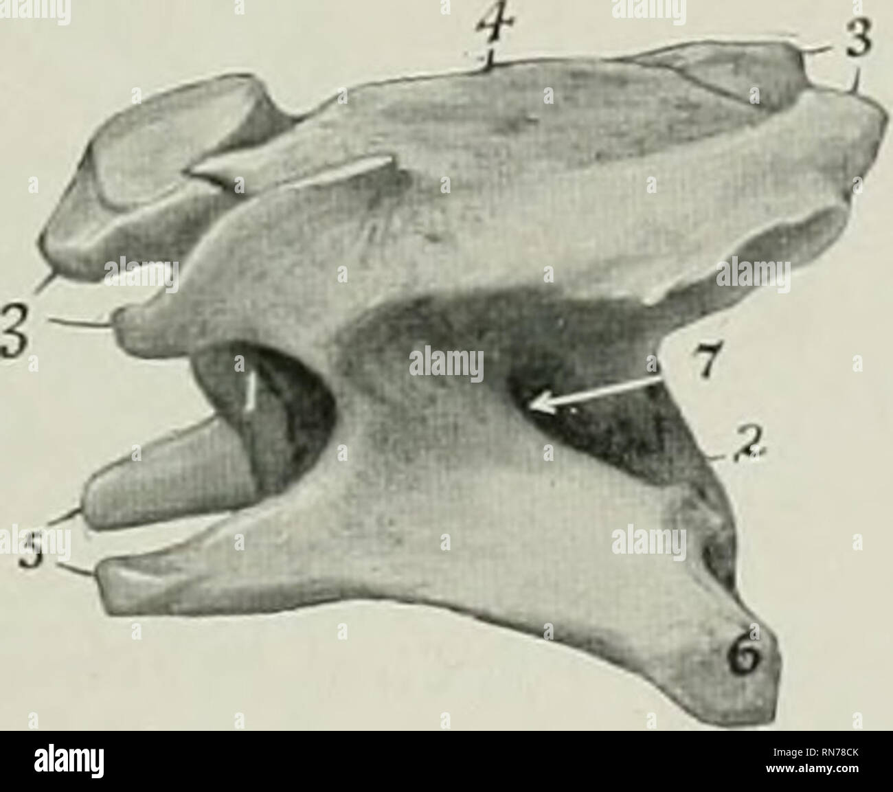 . The anatomy of the domestic animals. Veterinary anatomy. Fig. 199 ...