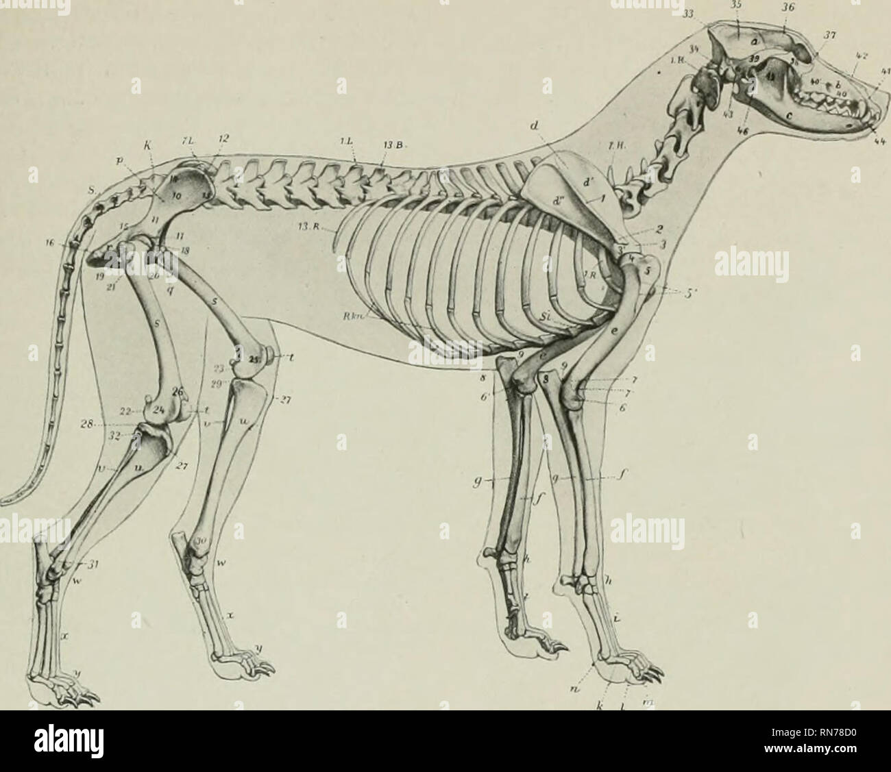 Scapula dog hi-res stock photography and images - Alamy