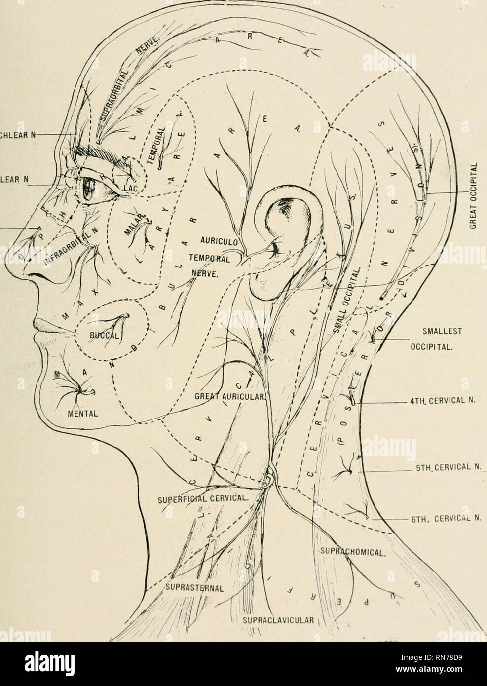Infratrochlear hi-res stock photography and images - Alamy