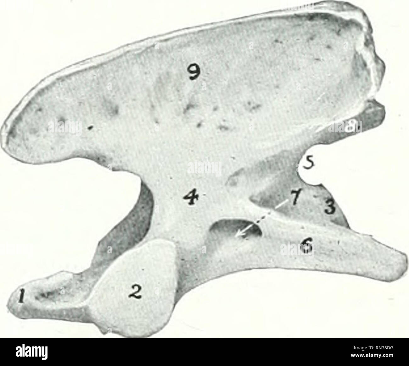 . The anatomy of the domestic animals. Veterinary anatomy. 202.—Seventh ...