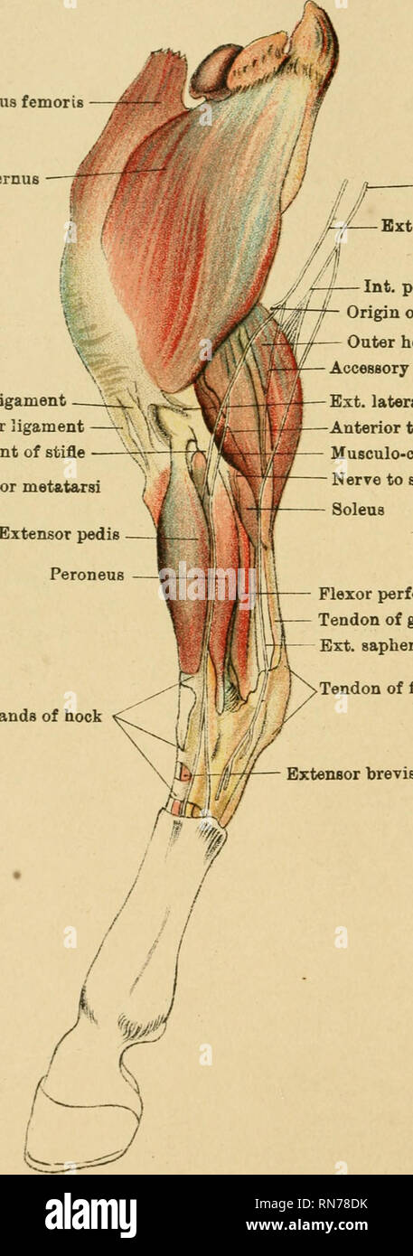 Horse Anatomy Stifle Stifle Injuries In Horses: A Comprehensive Guide