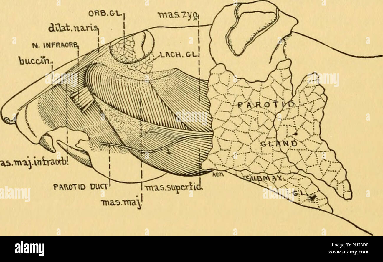 . Anatomy of the wood rat; comparative anatomy of the subgenera of the ...