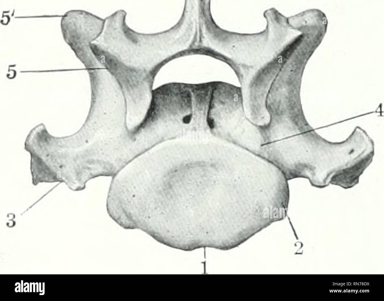 . The anatomy of the domestic animals. Veterinary anatomy. 18G SKELETON ...