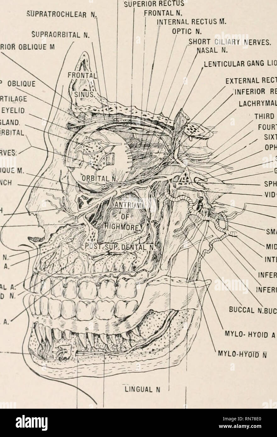 . Anatomy in a nutshell : a treatise on human anatomy in its relation ...