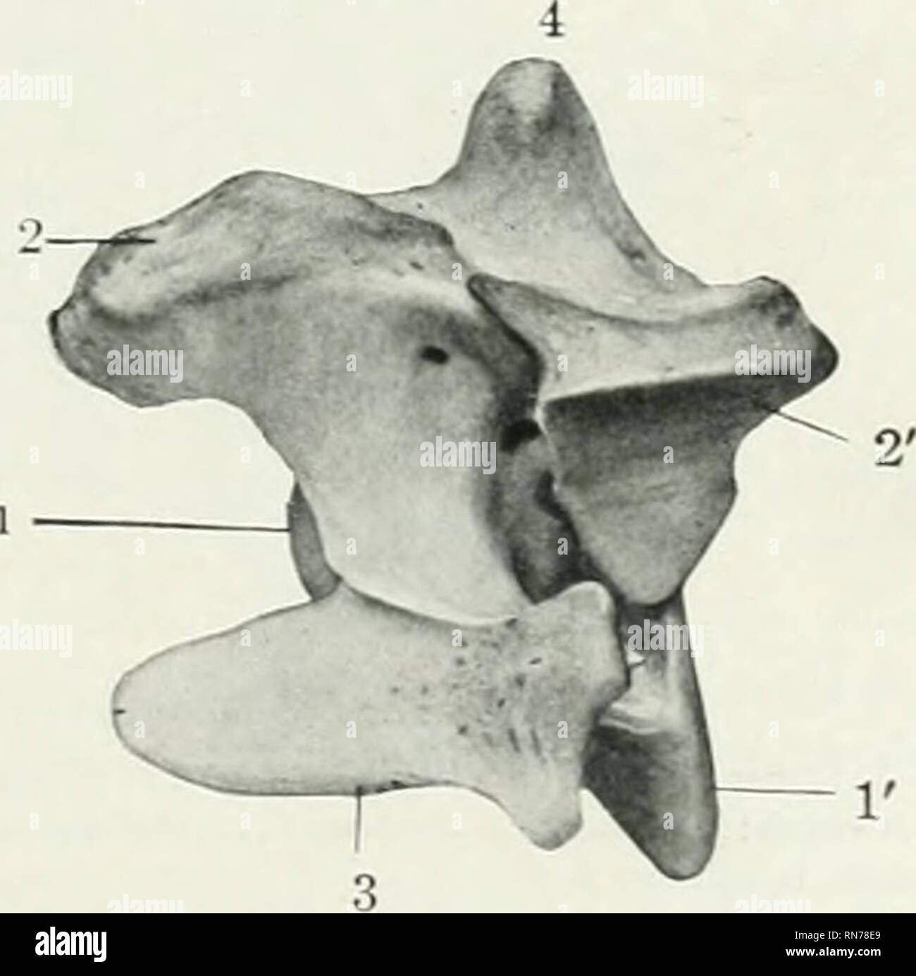 . The anatomy of the domestic animals. Veterinary anatomy. ' Fig. 200 ...