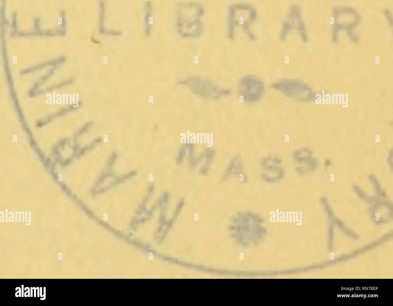 . Anatomy of the wood rat; comparative anatomy of the subgenera of the ...