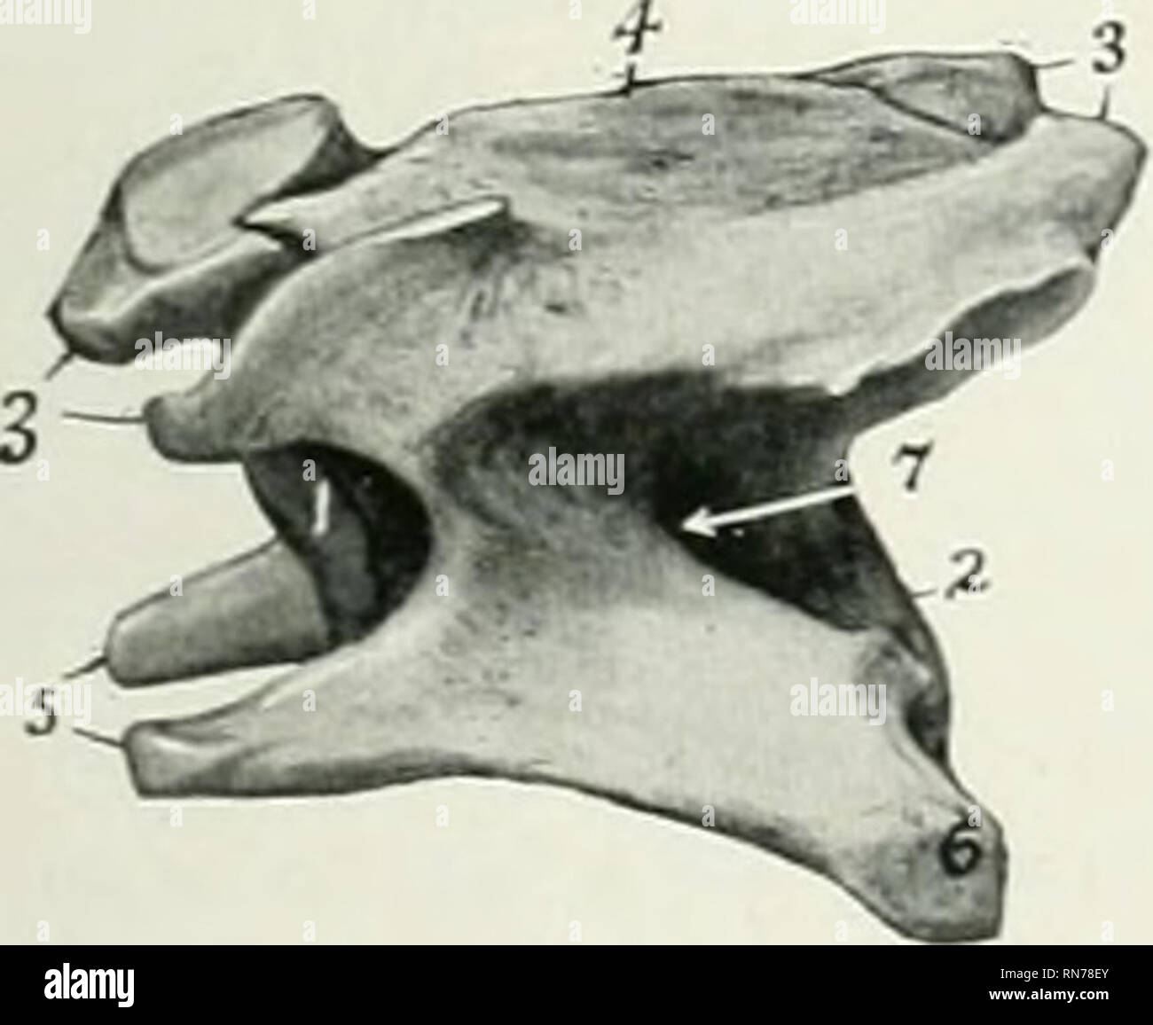 . The anatomy of the domestic animals. Veterinary anatomy. Fig; 199 ...