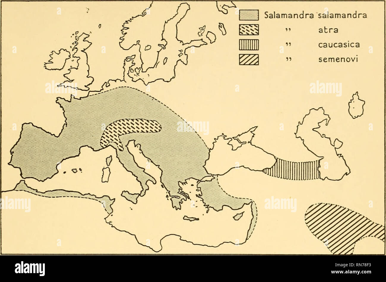 . The anatomy of the salamander. Salamanders; Salamanders. PLATE XXV ...