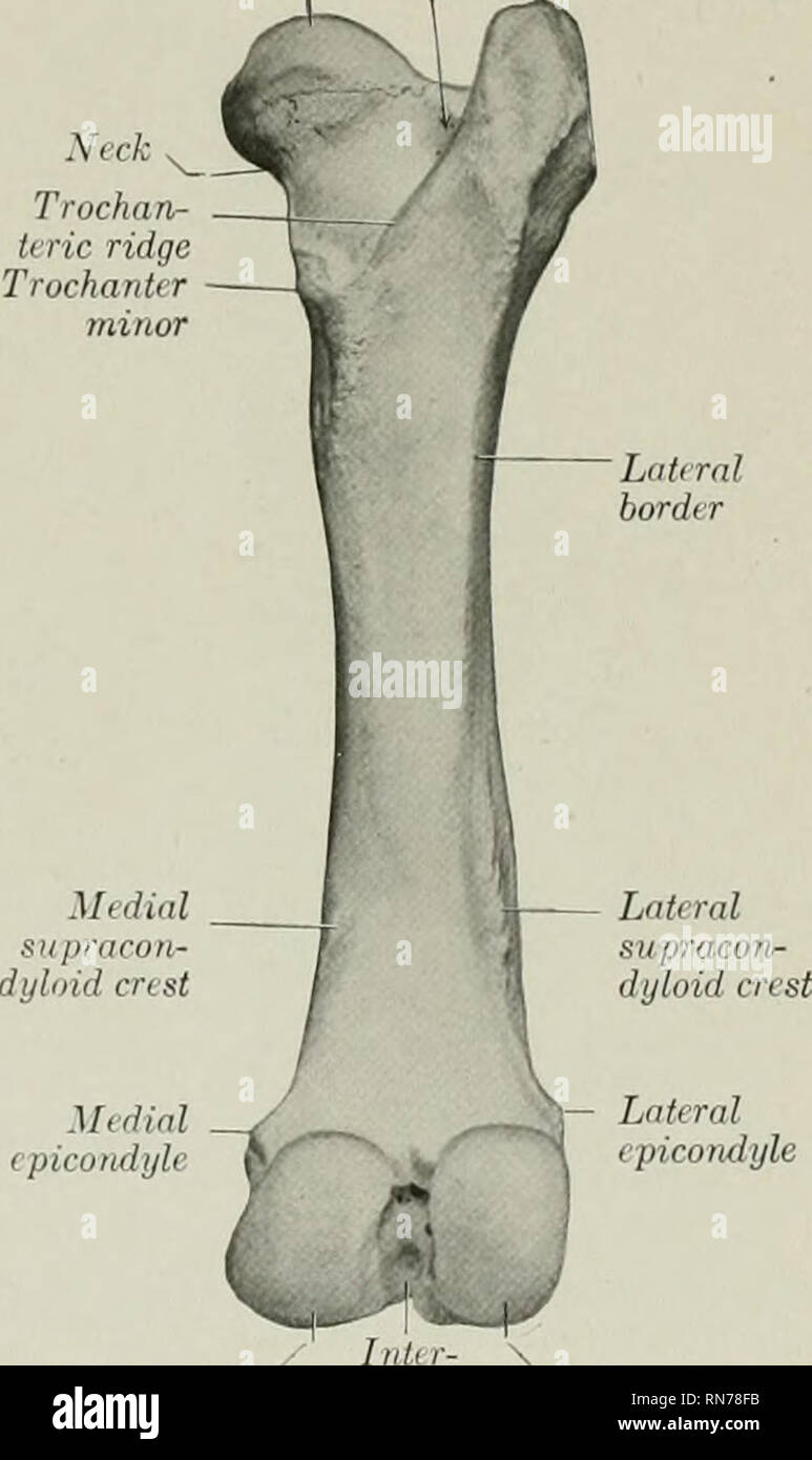 Bone Tubercle Of Animal Anatomy