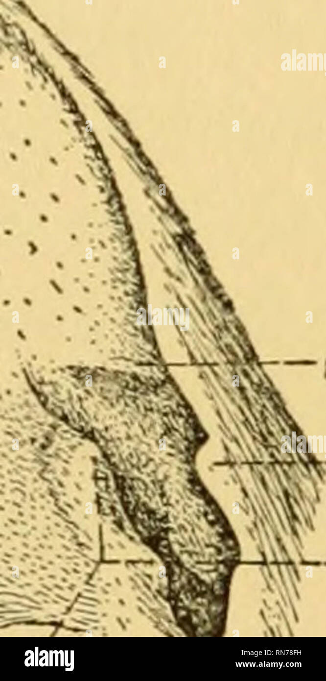 . Anatomy of the wood rat; comparative anatomy of the subgenera of the ...