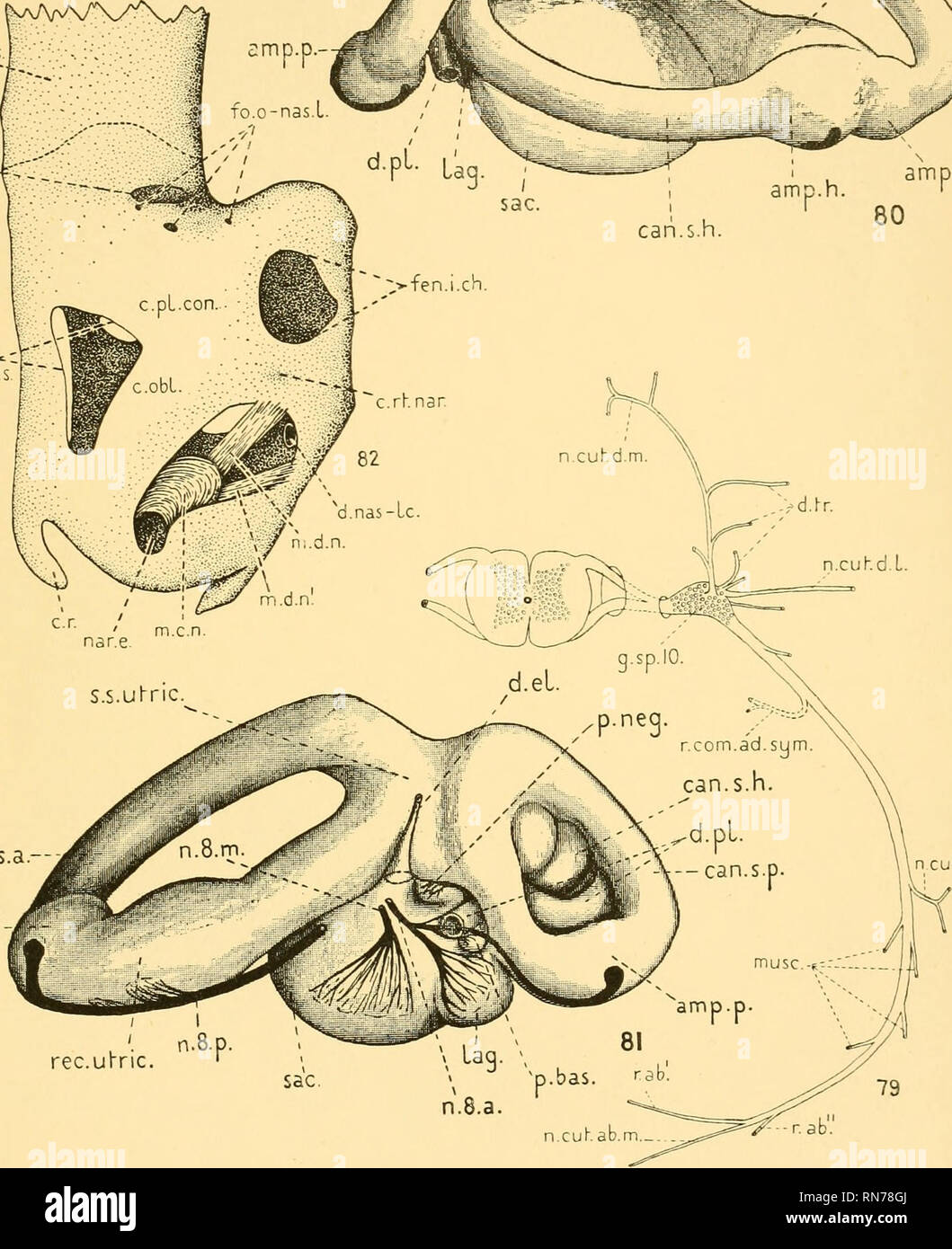 Eric sp hi-res stock photography and images - Alamy