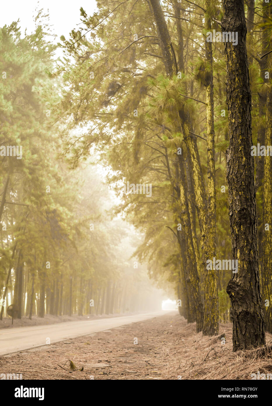 pine tree mist road beautiful scene Stock Photo - Alamy