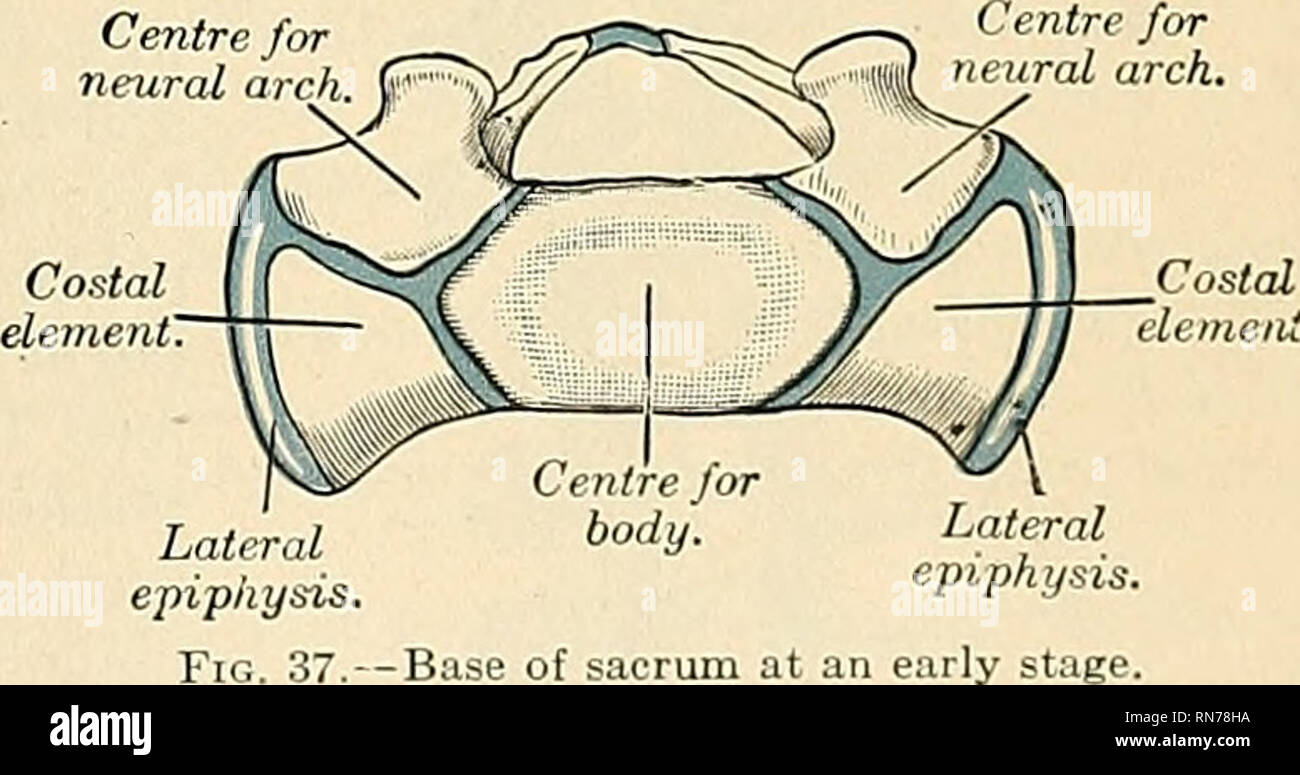 . Anatomy, descriptive and applied. Anatomy. Fig. 34.—Development of ...
