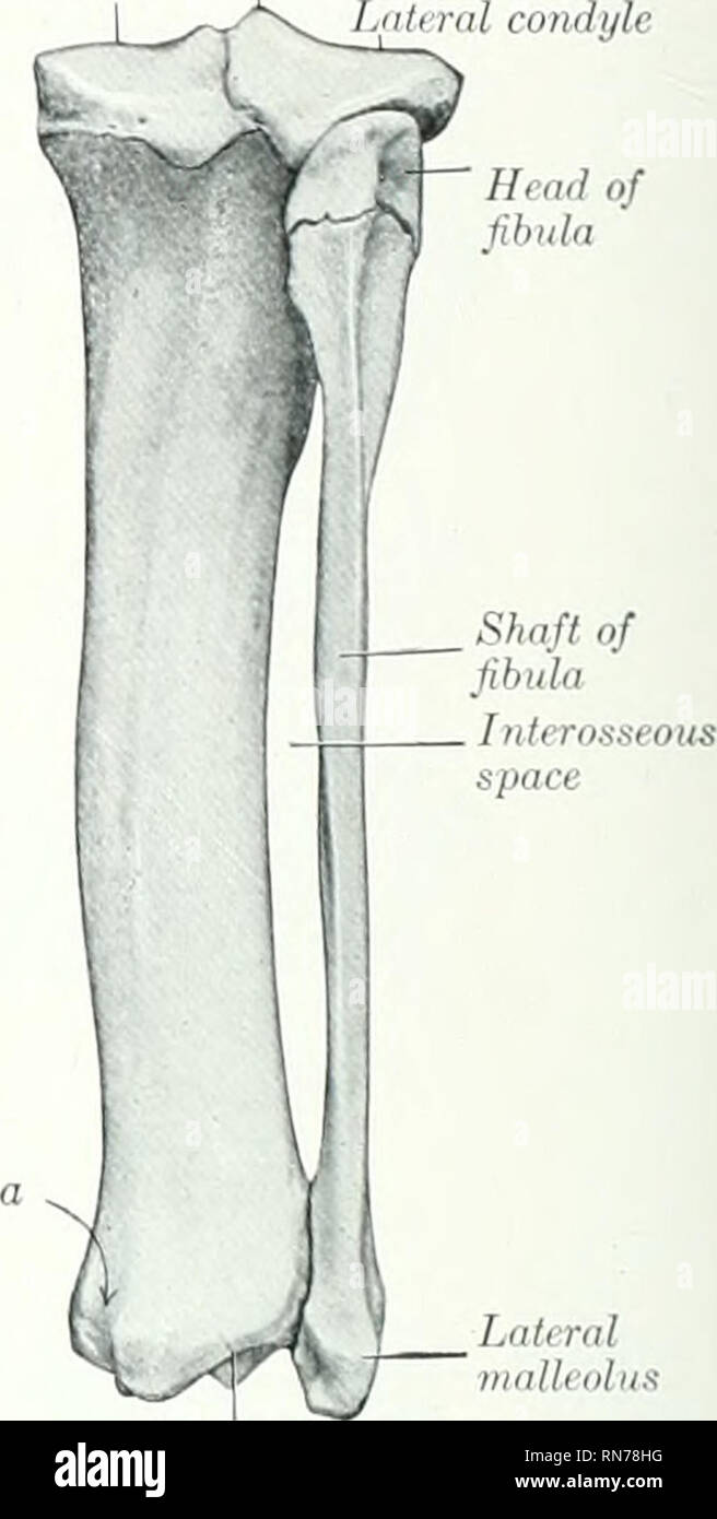 . The anatomy of the domestic animals. Veterinary anatomy. Medial ...