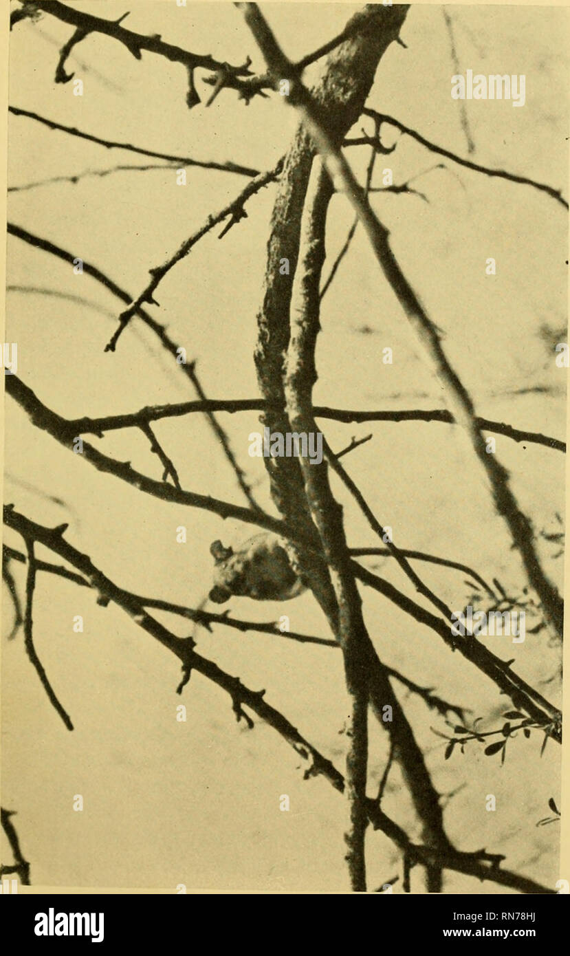 . Anatomy of the wood rat; comparative anatomy of the subgenera of the ...