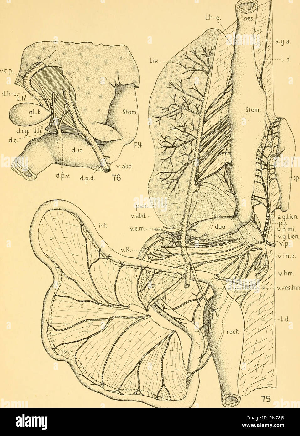 Salamander anatomy hi-res stock photography and images - Alamy