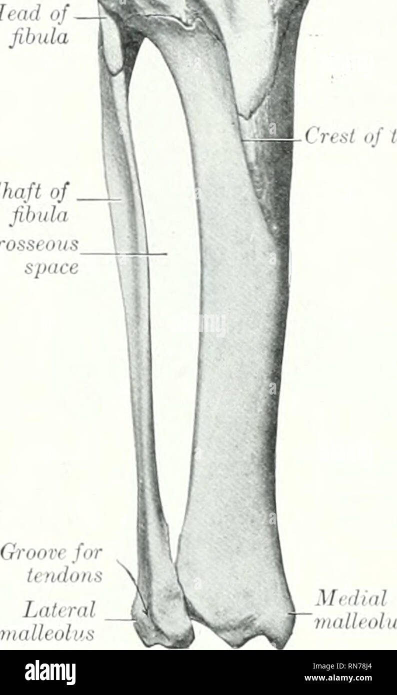 Pelvic Floor Anatomy High Resolution Stock Photography and Images - Alamy
