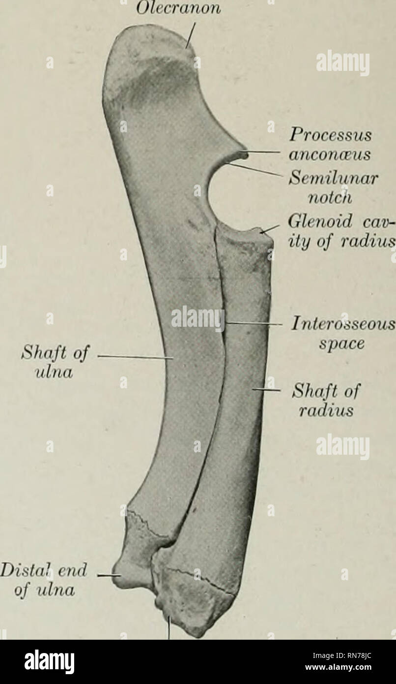 Radius Bone In Animals