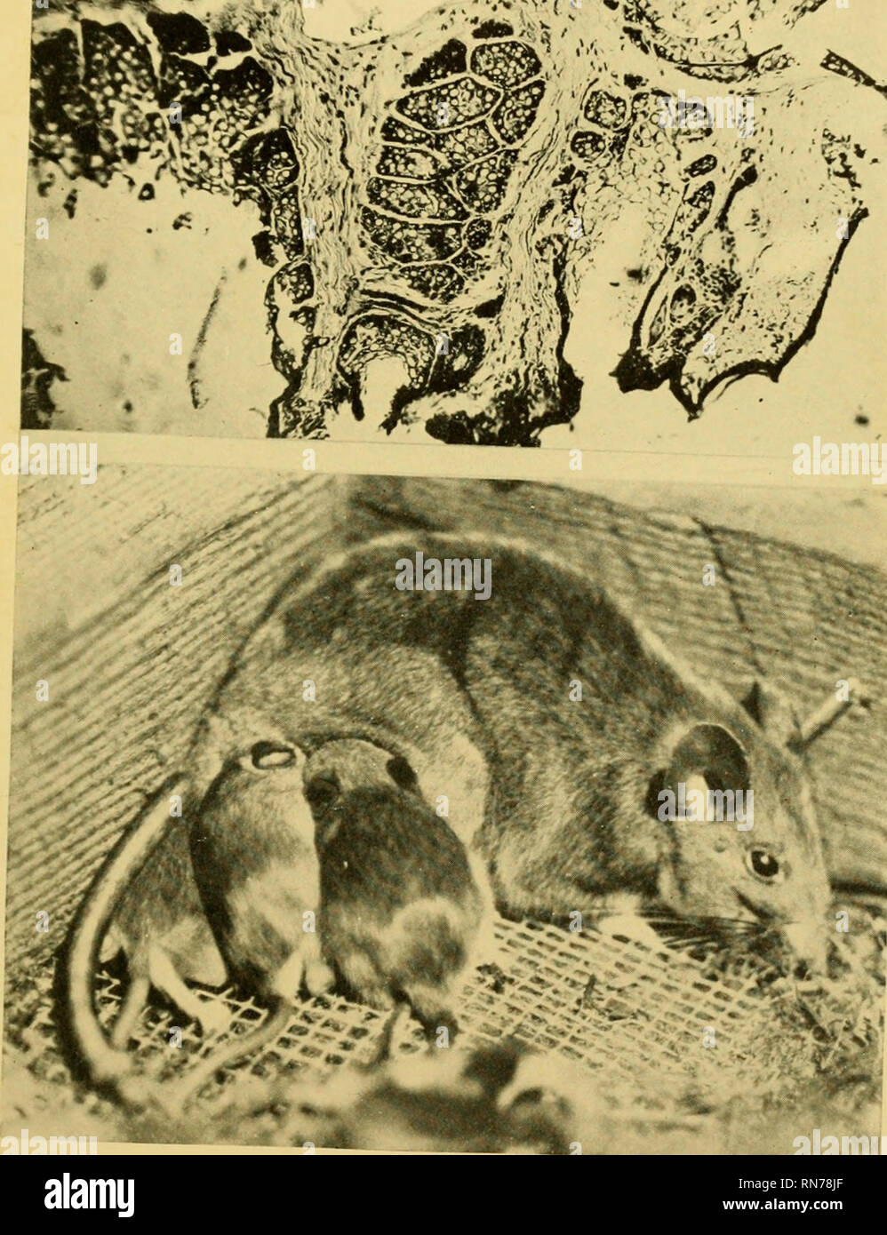 . Anatomy of the wood rat; comparative anatomy of the subgenera of the ...