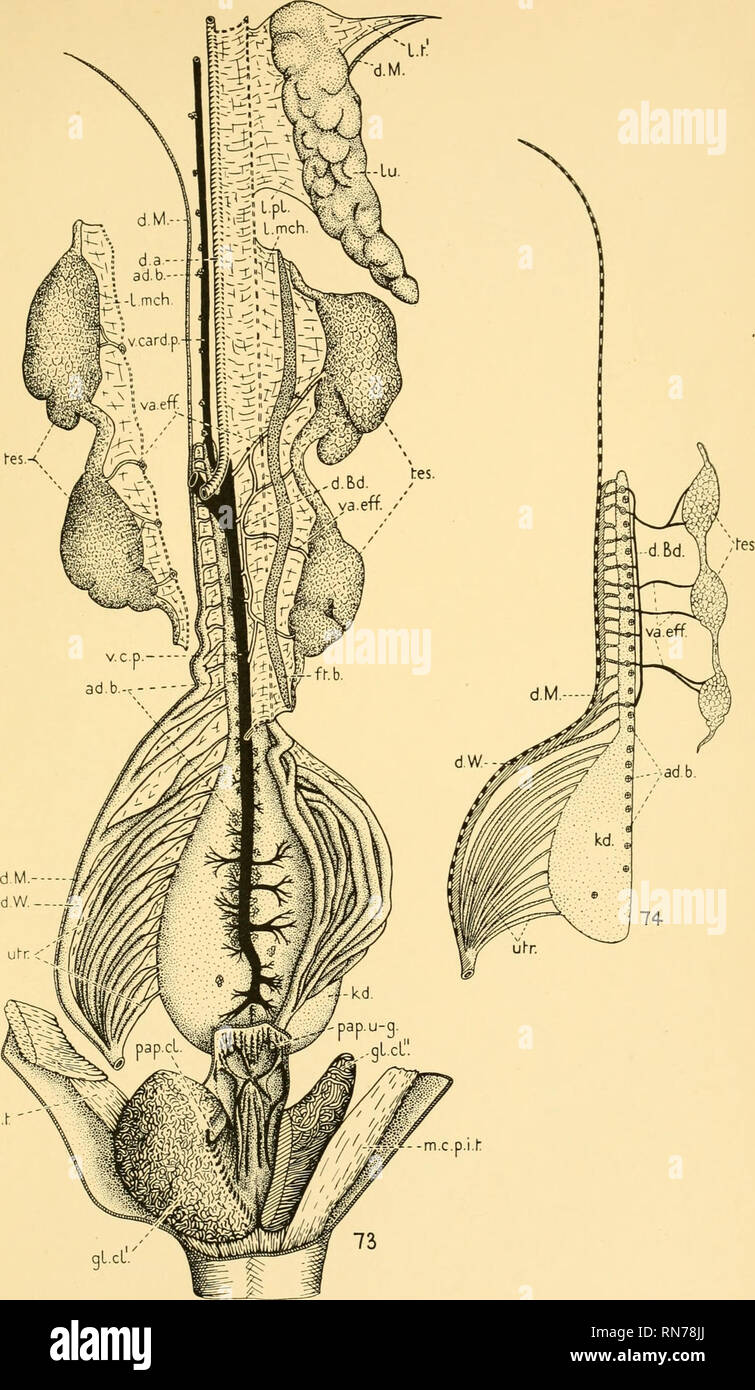Salamander anatomy hi-res stock photography and images - Alamy