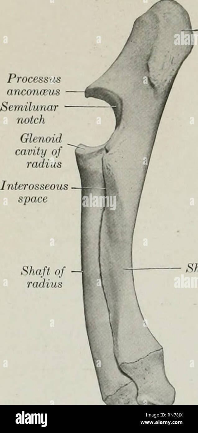 Radius Bone In Animals