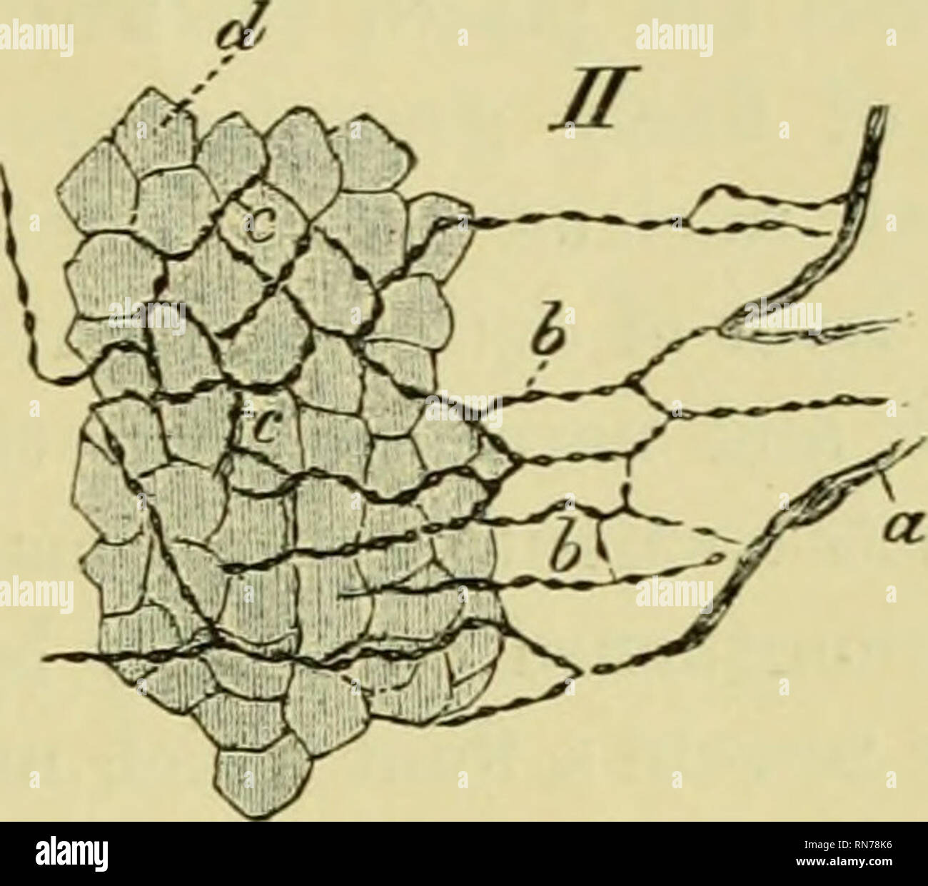 . The anatomy of the frog. Frogs -- Anatomy; Amphibians -- Anatomy. Prejiaiatiiins from the ...