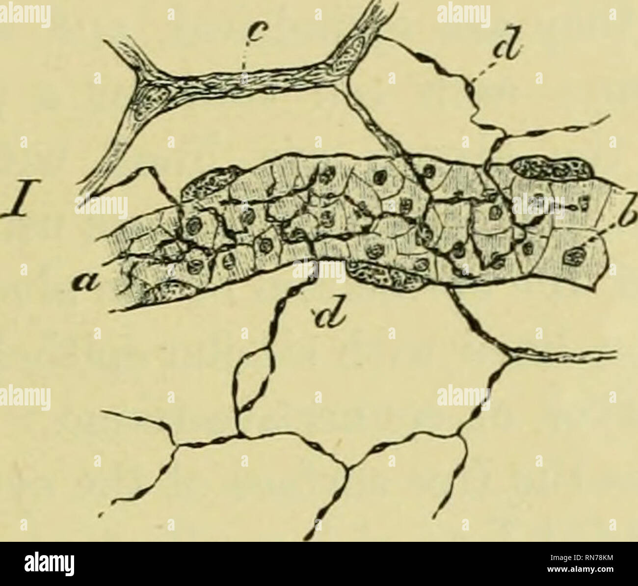 . The anatomy of the frog. Frogs -- Anatomy; Amphibians -- Anatomy. THE ...