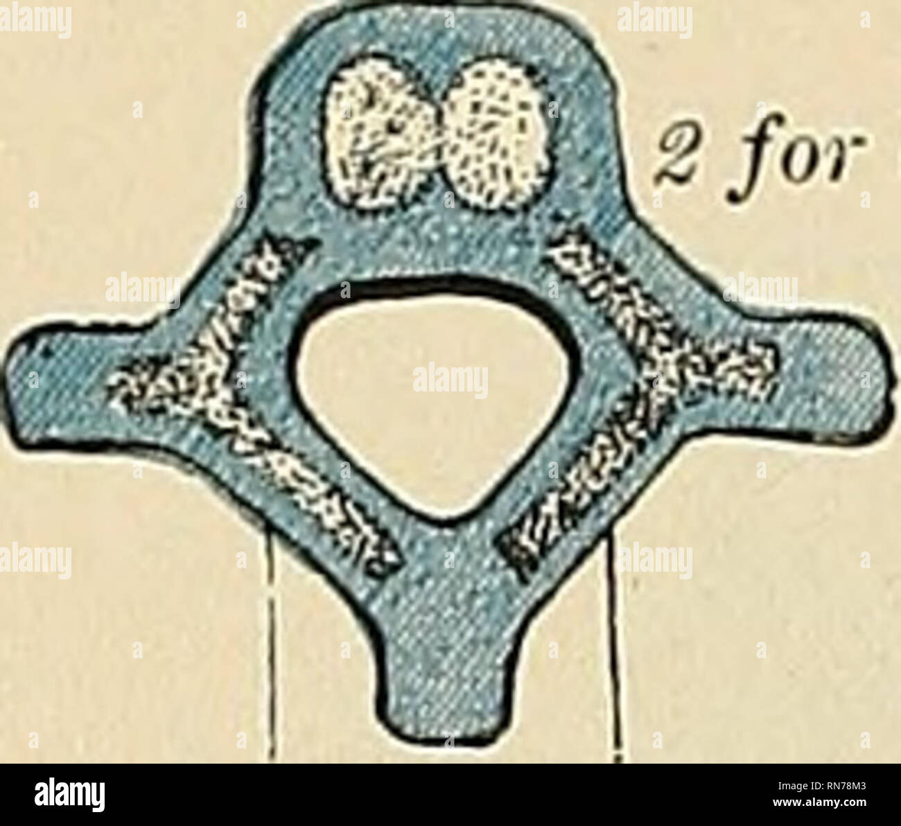 . Anatomy, descriptive and applied. Anatomy. 64 SPECIAL ANATOMY OF THE ...