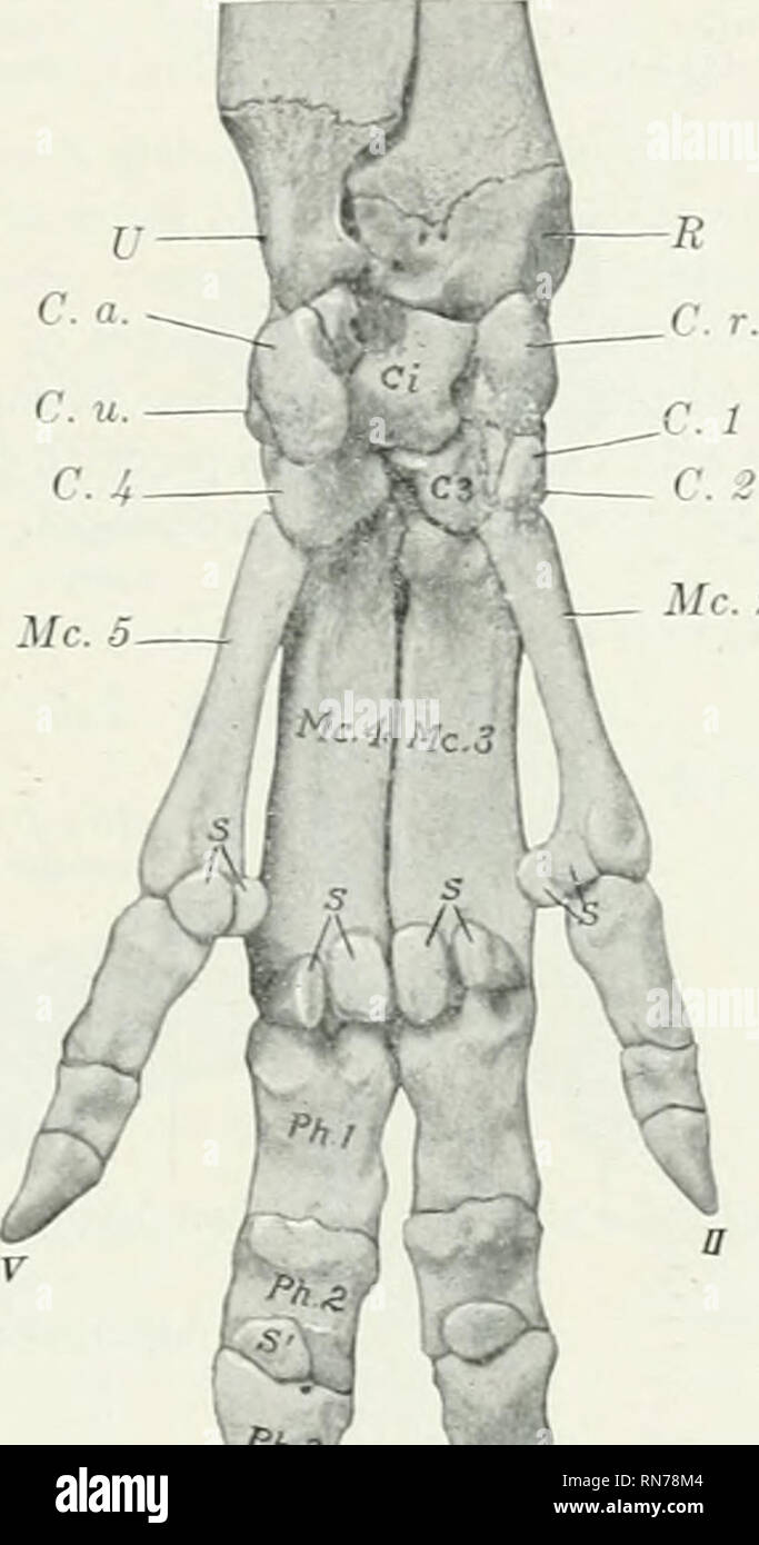 Pig anatomy skeleton bones hi-res stock photography and images - Alamy Pig anatomy skeleton bones hi-res stock photography and images - Alamy