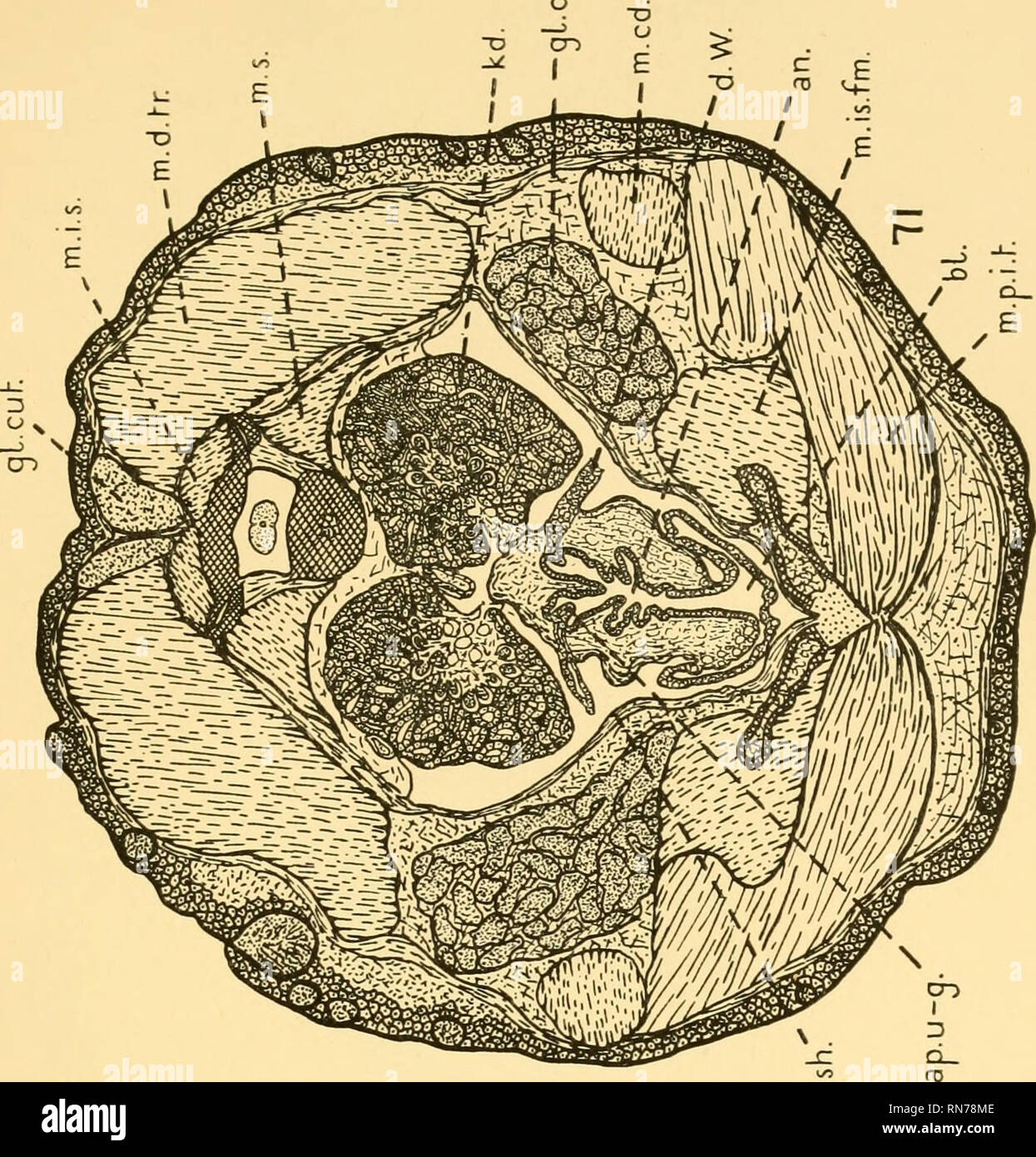 . The anatomy of the salamander. Salamanders; Salamanders. PLATE XIX ...