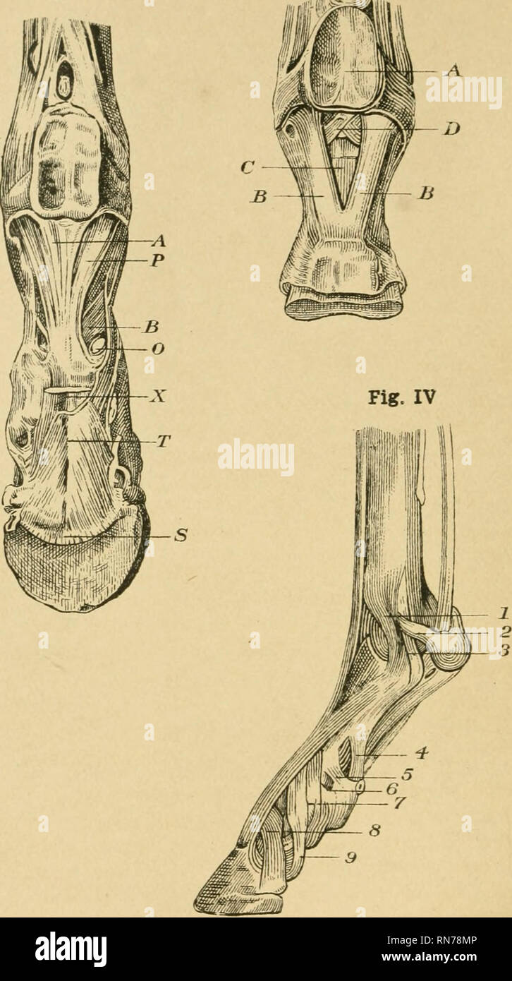 . The anatomy of the horse : a dissection guide. Horses; Horses ...