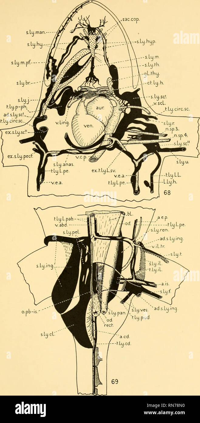 . The anatomy of the salamander. Salamanders; Salamanders. PLATE XVIII ...