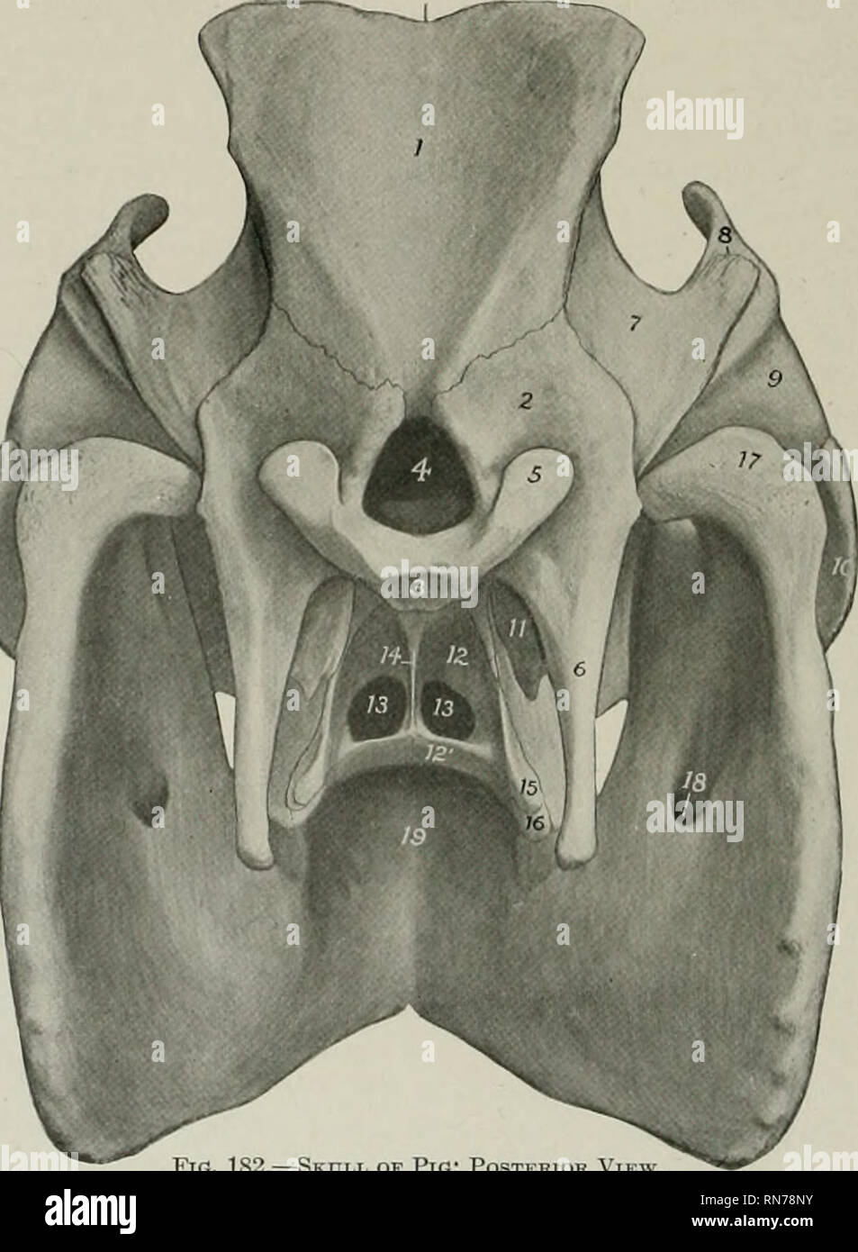 . The anatomy of the domestic animals. Veterinary anatomy. 174 SKELETON ...