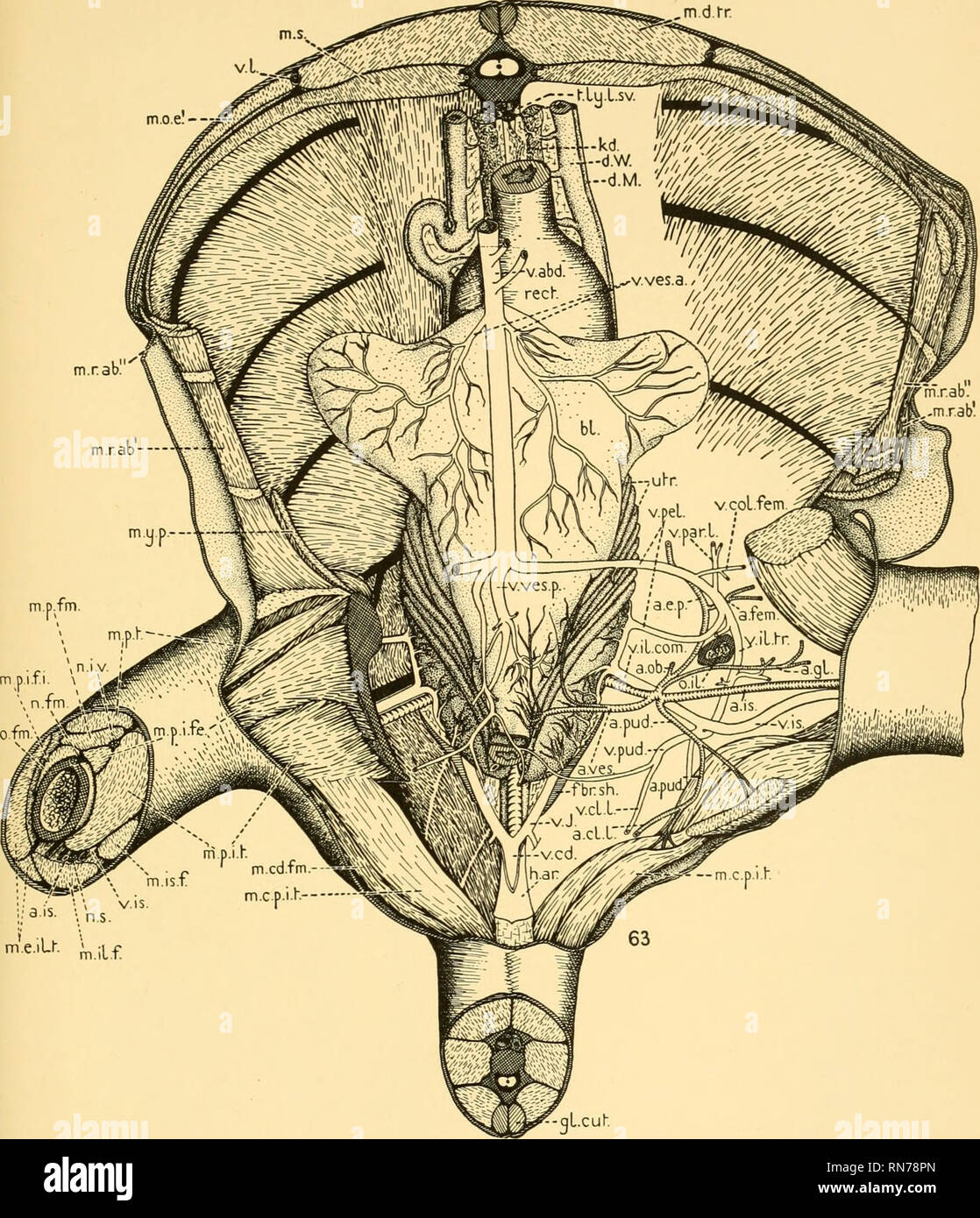 Salamander anatomy hi-res stock photography and images - Alamy