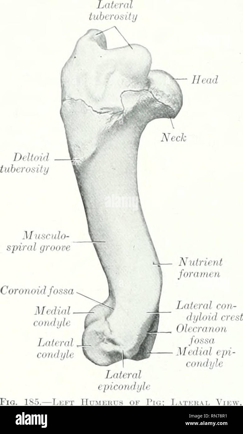 Pig Anatomy Skeleton High Resolution Stock Photography and Images - Alamy