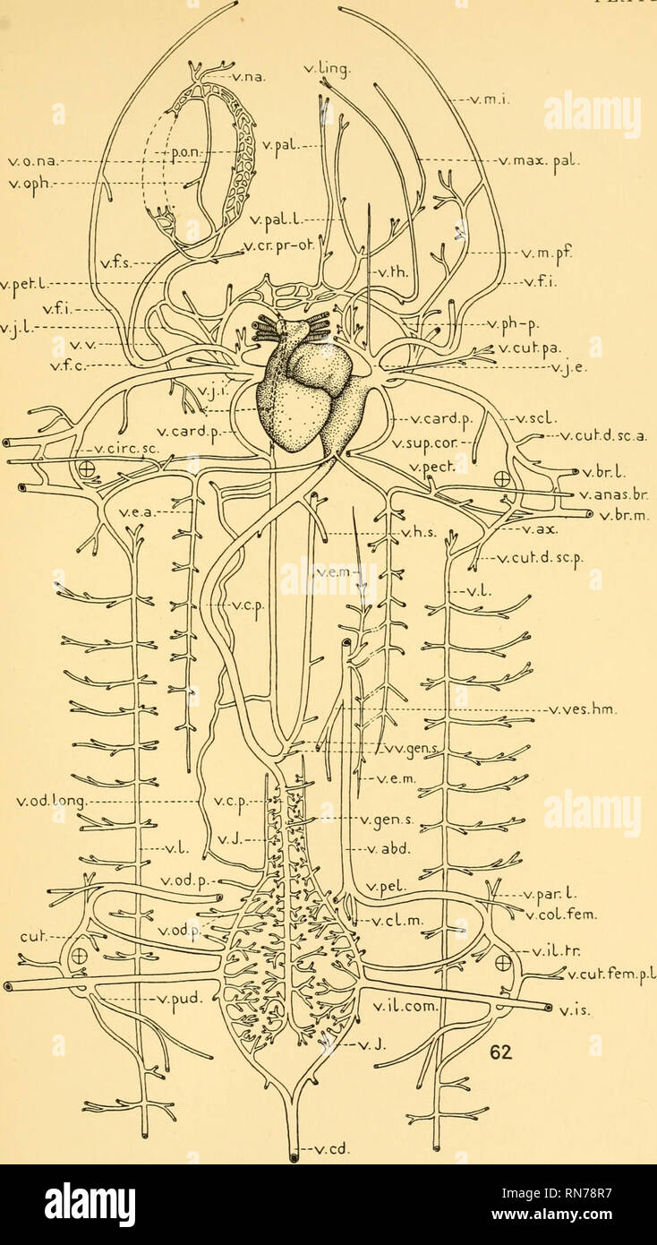 Salamander anatomy hi-res stock photography and images - Alamy