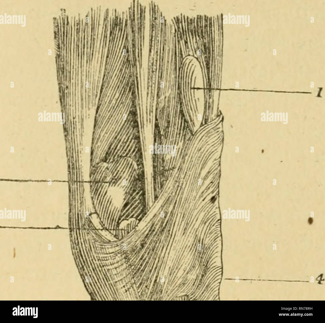 . The anatomy of the horse : a dissection guide. Horses; Horses ...