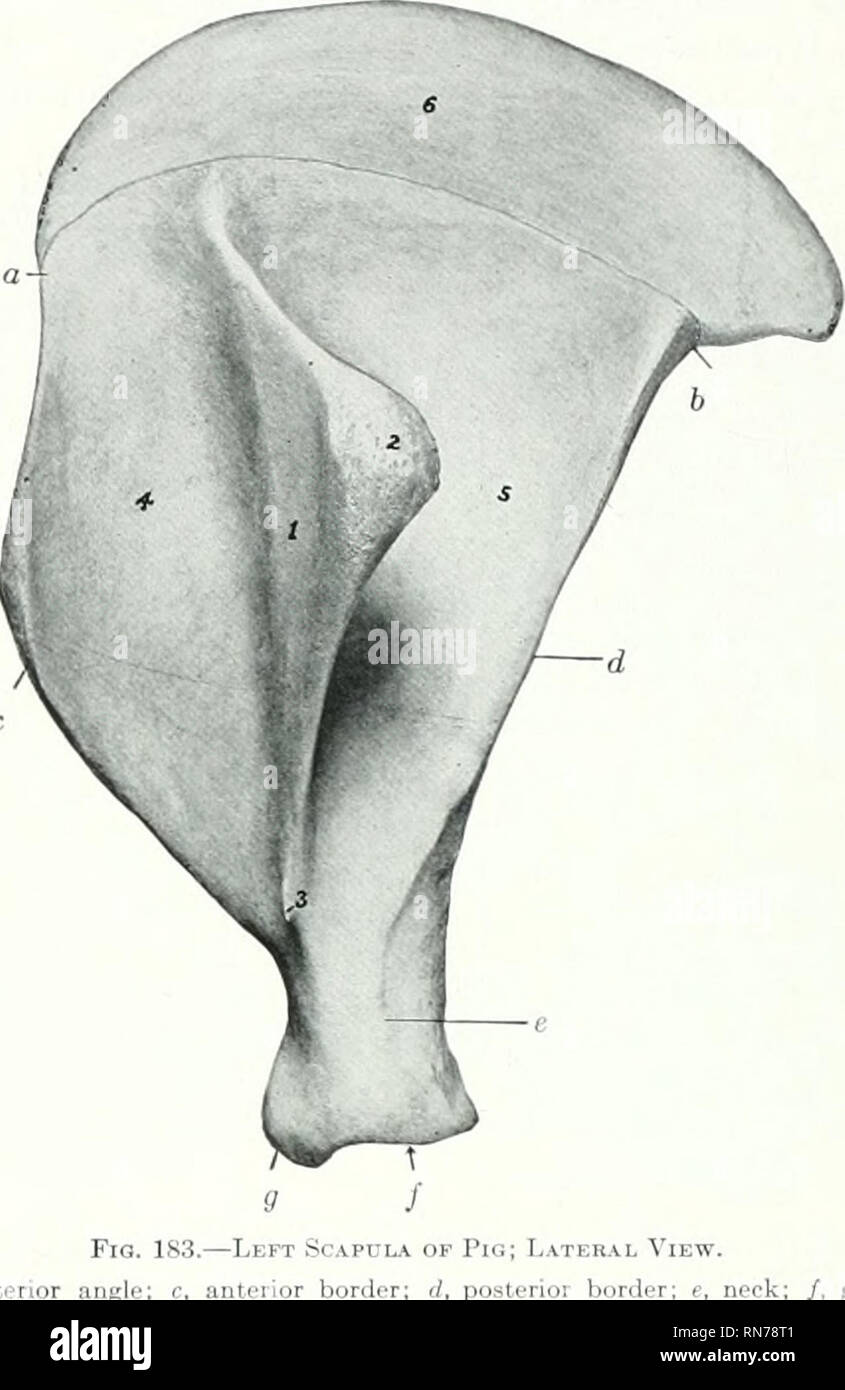 . The anatomy of the domestic animals. Veterinary anatomy. 176 SKELETON ...