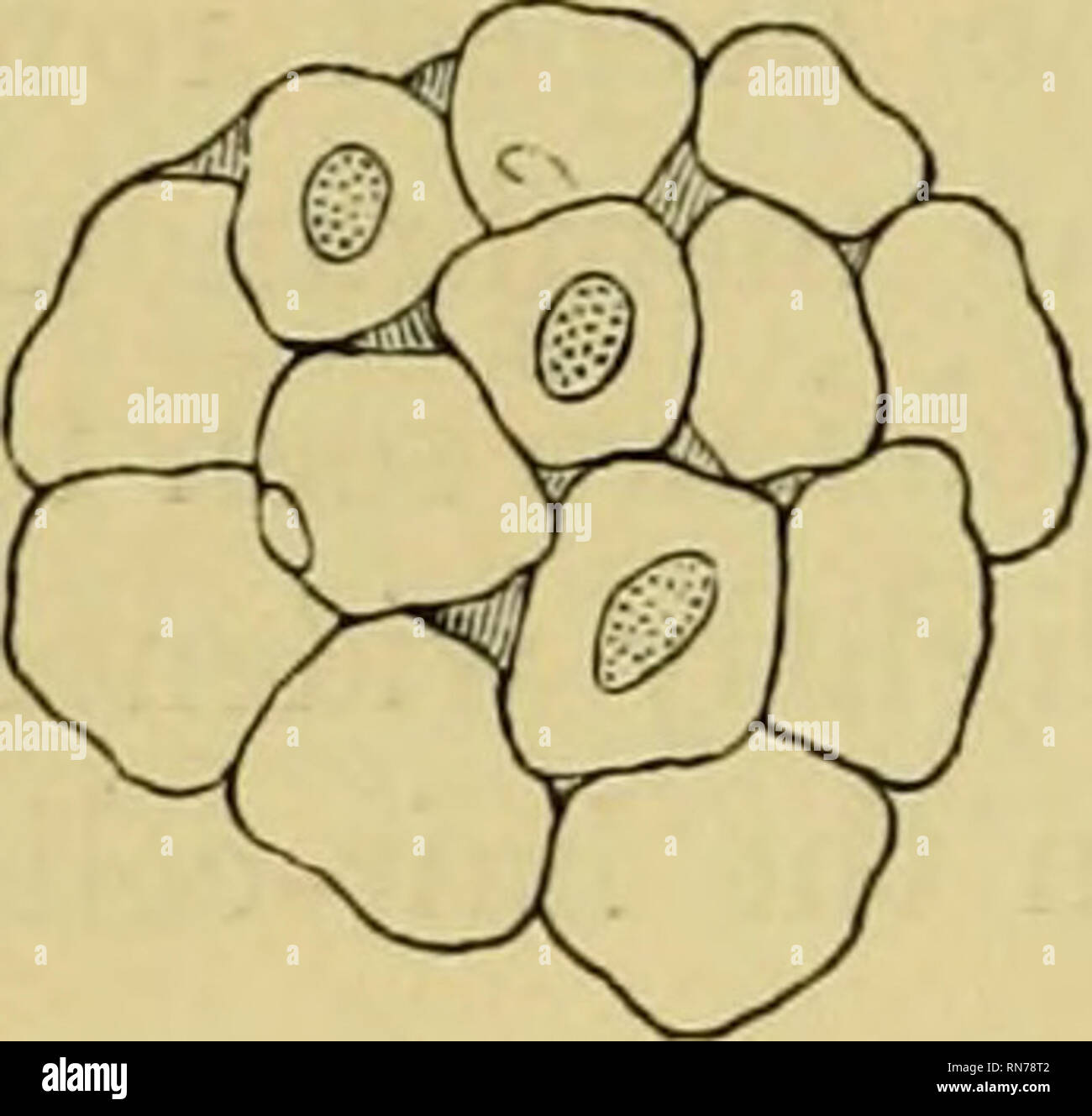 . The anatomy of the frog. Frogs -- Anatomy; Amphibians -- Anatomy ...